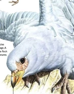 Snowy Sheathbill | NatureRules1 Wiki | Fandom