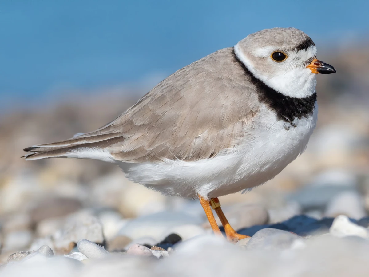 Piping Plover | NatureRules1 Wiki | Fandom