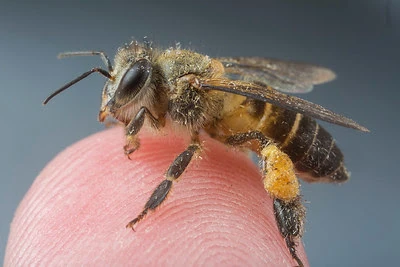 Eastern Honeybee | NatureRules1 Wiki | Fandom