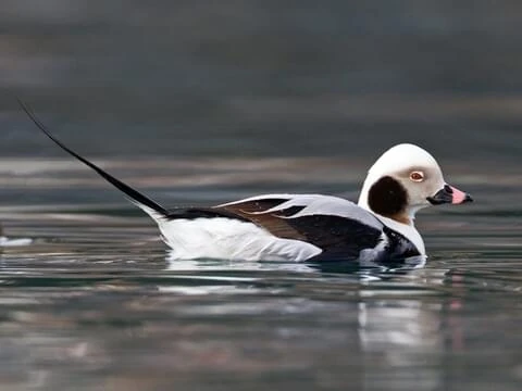 Long-tailed Duck | NatureRules1 Wiki | Fandom
