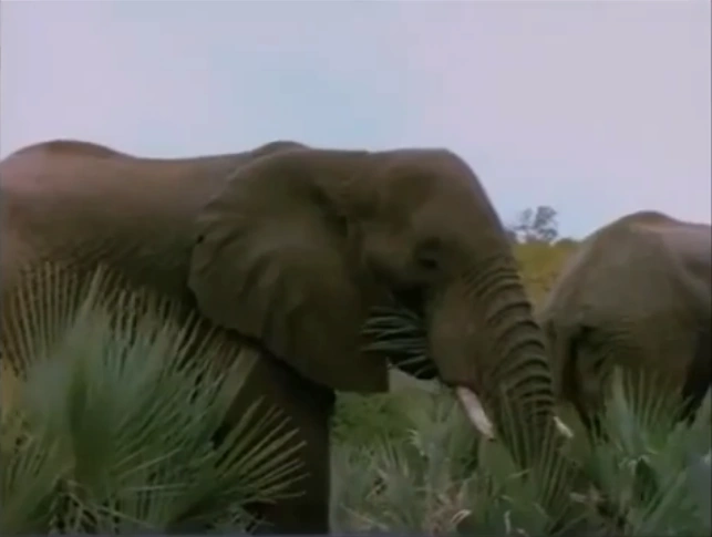 Mammals Alphabet | NatureRules1 Wiki | Fandom