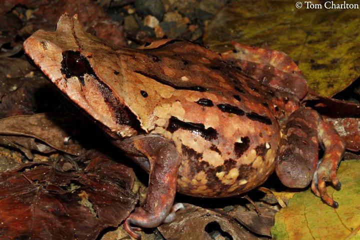 Burmese Horned Frog | NatureRules1 Wiki | Fandom