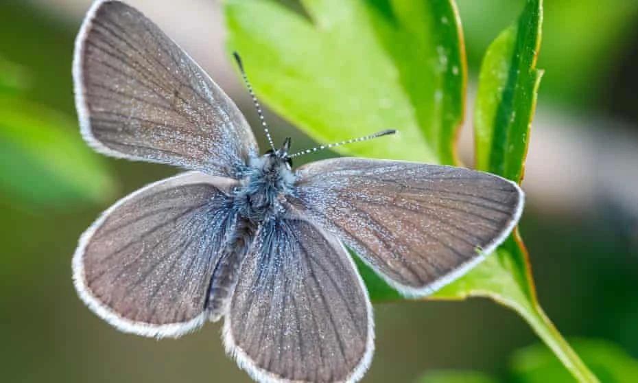 Small Blue Butterfly | NatureRules1 Wiki | Fandom