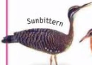 Sunbittern | NatureRules1 Wiki | Fandom
