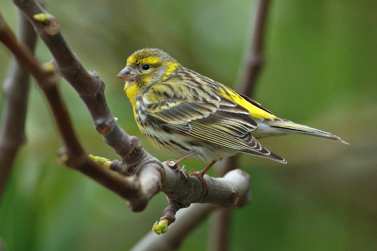European Serin | NatureRules1 Wiki | Fandom