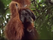 List of Species in Eyewitness | NatureRules1 Wiki | Fandom