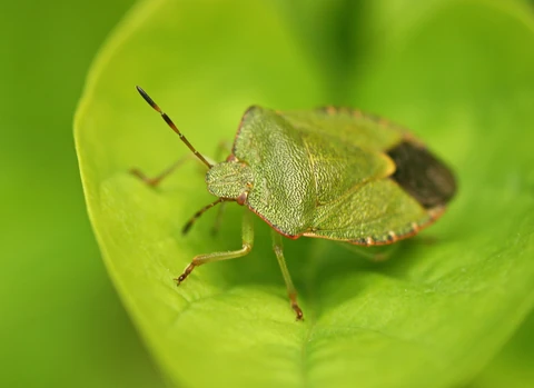Green Shield Bug | NatureRules1 Wiki | Fandom
