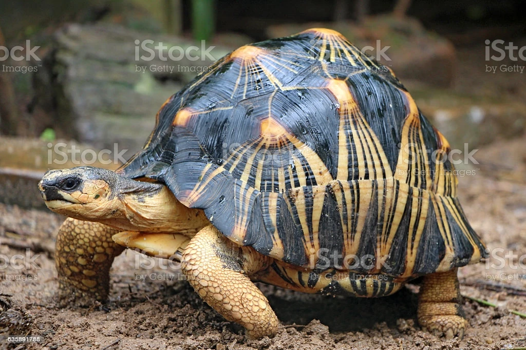 Baby Radiated Tortoise