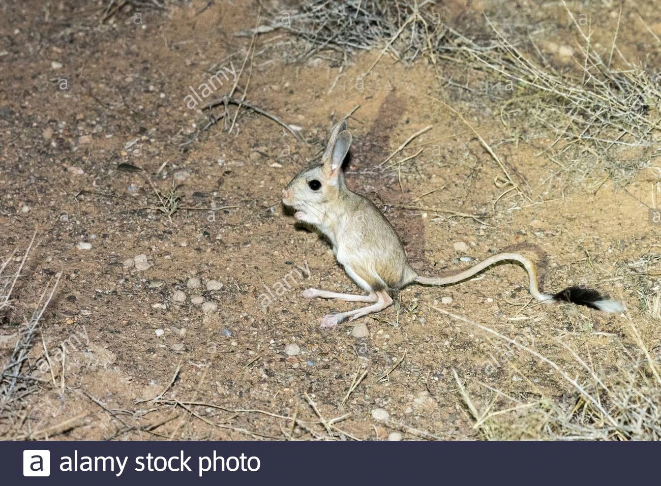 Five Toed Pygmy Jerboa