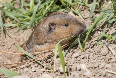 Desert Pocket Gopher