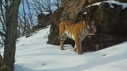 Siberian Tiger | NatureRules1 Wiki | Fandom