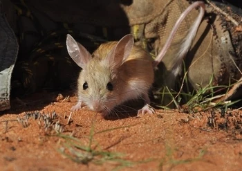 Dusky Hopping Mouse | NatureRules1 Wiki | Fandom