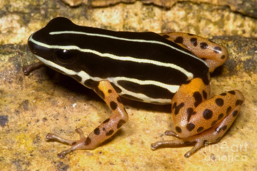 Rio Madeira Poison Frog | NatureRules1 Wiki | Fandom