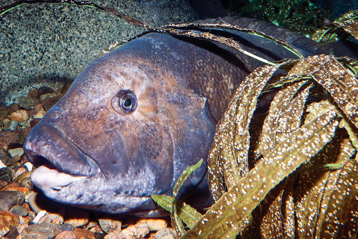 Tautog | NatureRules1 Wiki | Fandom