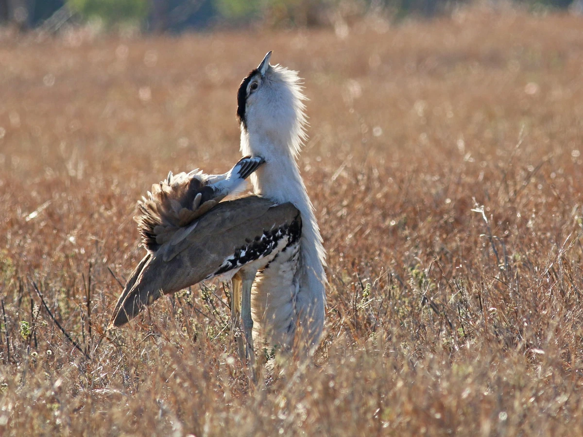 Australian Bustard | NatureRules1 Wiki | Fandom