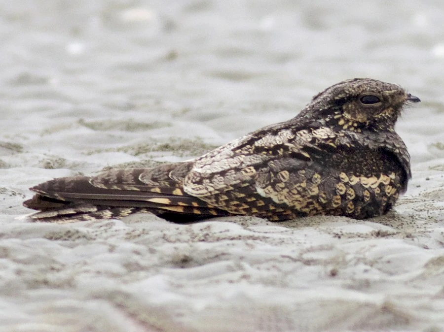 Grey Nightjar | NatureRules1 Wiki | Fandom