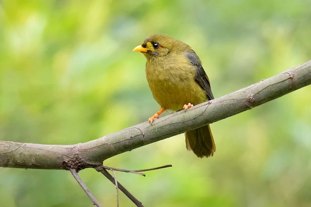 Bell Miner | NatureRules1 Wiki | Fandom