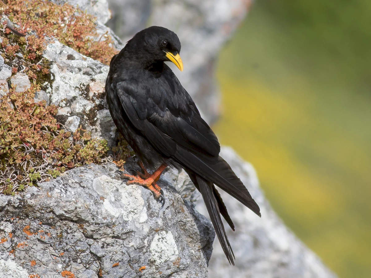 Alpine Chough | NatureRules1 Wiki | Fandom