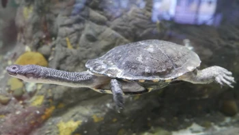 Northern Snake-necked Turtle | NatureRules1 Wiki | Fandom