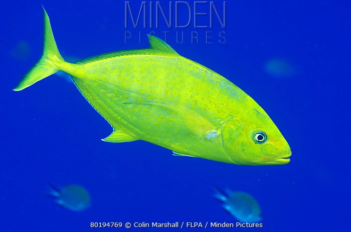 Orange-spotted Trevally | NatureRules1 Wiki | Fandom