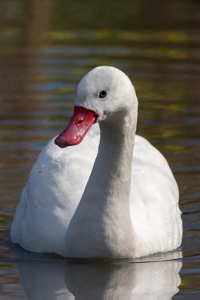 Coscoroba Swan | NatureRules1 Wiki | Fandom