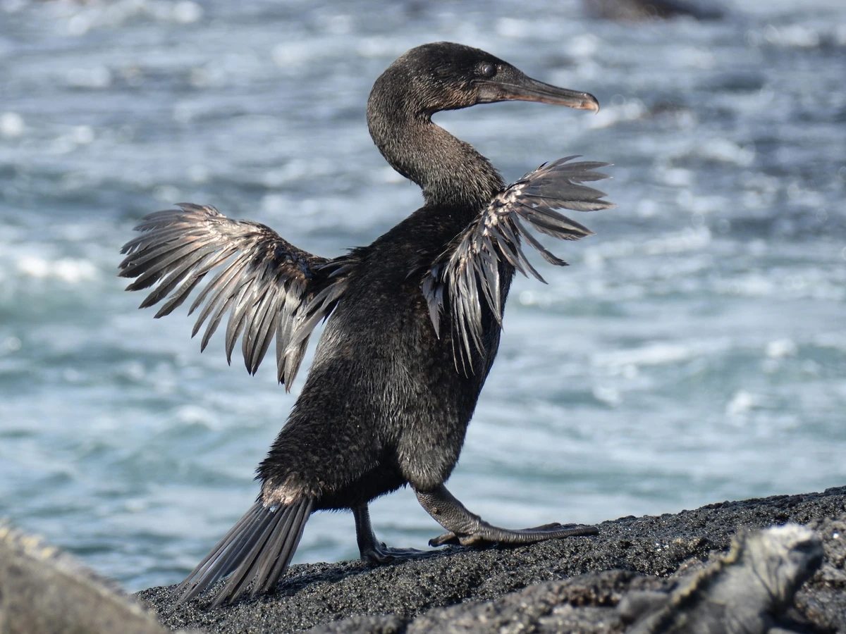 Flightless Cormorant | NatureRules1 Wiki | Fandom