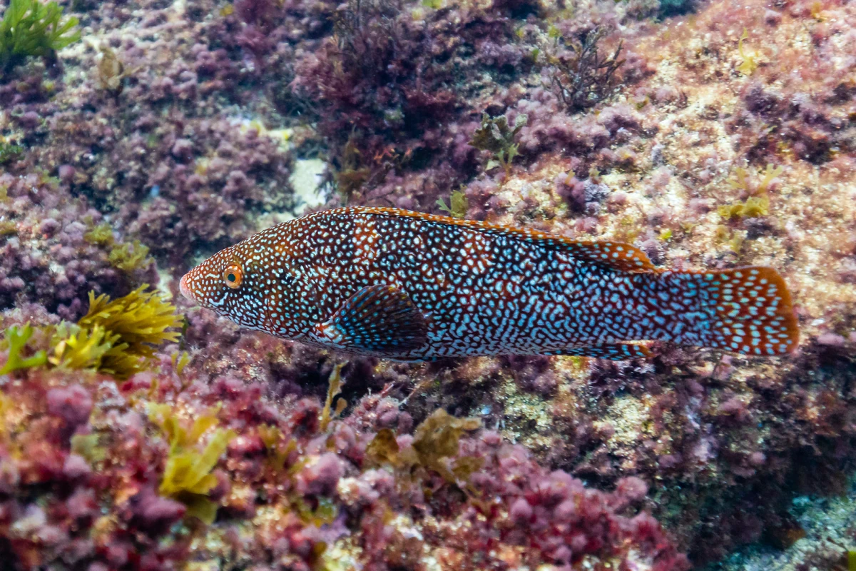 Ballan Wrasse | NatureRules1 Wiki | Fandom