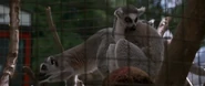 Ring-tailed Lemur | NatureRules1 Wiki | Fandom