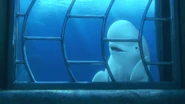 List of Species in Finding Nemo | NatureRules1 Wiki | Fandom