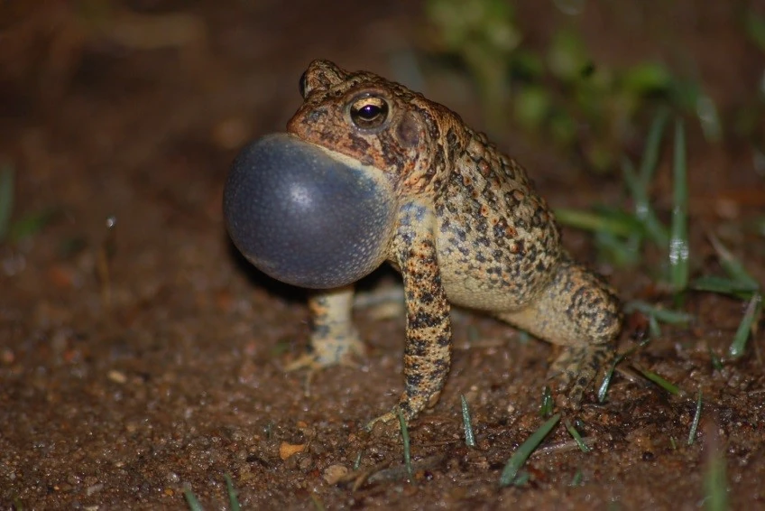 Houston Toad | NatureRules1 Wiki | Fandom