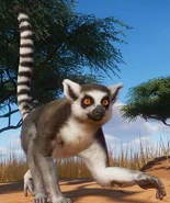 Ring-tailed Lemur | NatureRules1 Wiki | Fandom