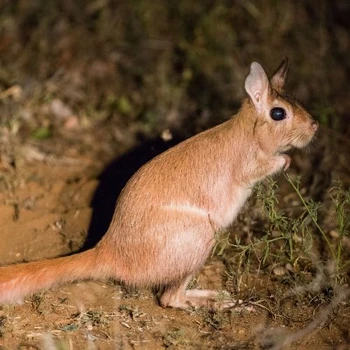 South African Springhare | NatureRules1 Wiki | Fandom