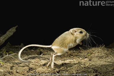Desert Pocket Gopher