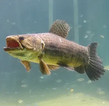 Aimara Wolf Fish | NatureRules1 Wiki | Fandom