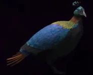 Himalayan Monal | NatureRules1 Wiki | Fandom