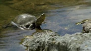 European Pond Turtle | NatureRules1 Wiki | Fandom