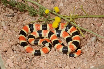 Sonoran Shovelnose Snake | NatureRules1 Wiki | Fandom
