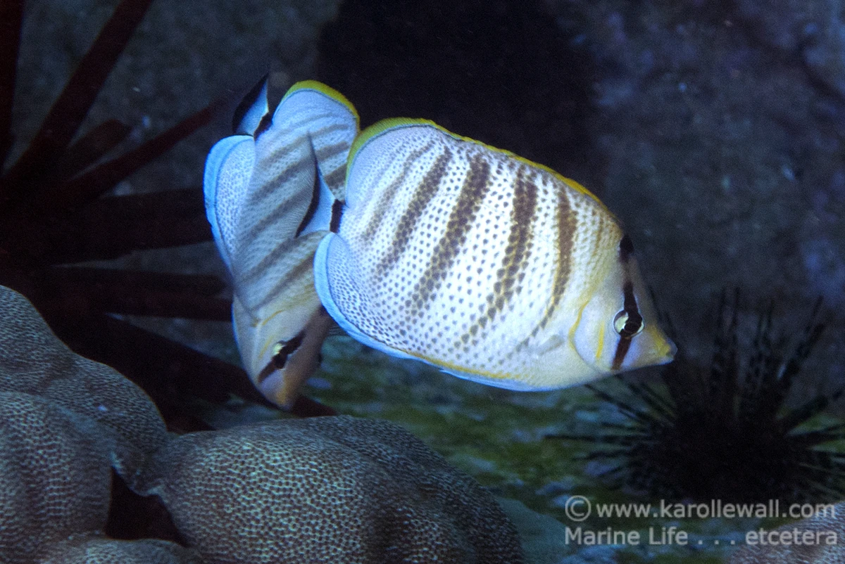 Pebbled Butterflyfish | NatureRules1 Wiki | Fandom