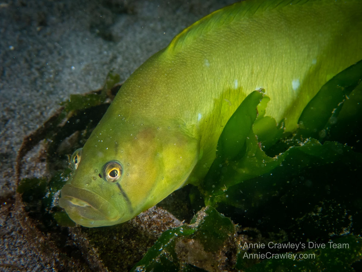 Penpoint Gunnel | NatureRules1 Wiki | Fandom