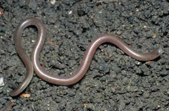 Texas Blind Snake | NatureRules1 Wiki | Fandom