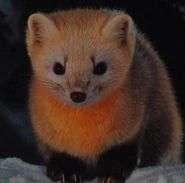 Japanese Marten | NatureRules1 Wiki | Fandom
