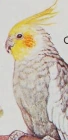 Cockatiel | NatureRules1 Wiki | Fandom