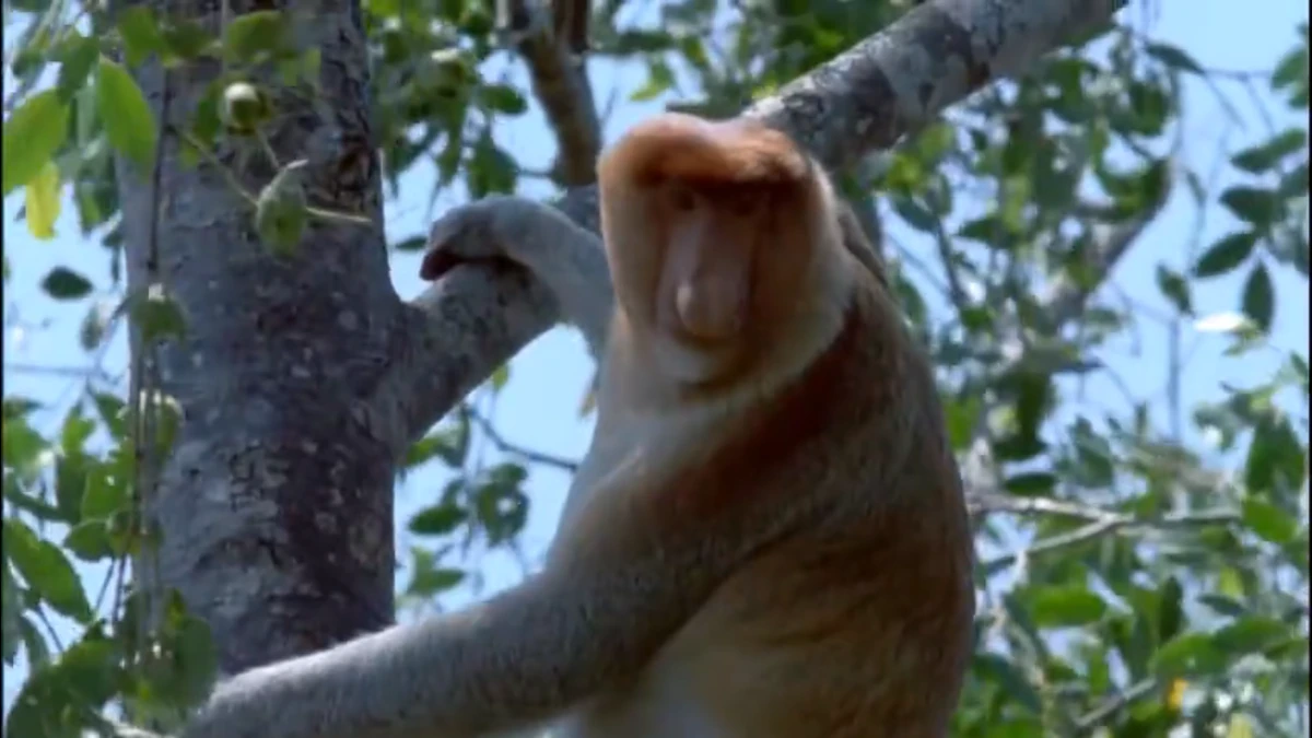 List of Species in Wild Asia | NatureRules1 Wiki | Fandom