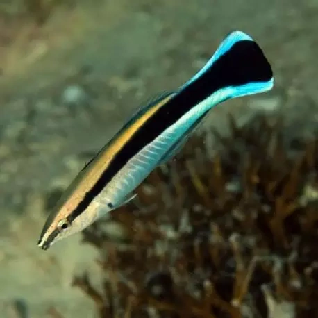 Bluestreak Cleaner Wrasse | NatureRules1 Wiki | Fandom