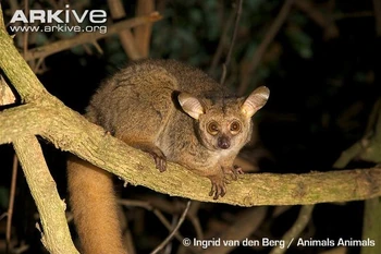 Brown Greater Galago | NatureRules1 Wiki | Fandom