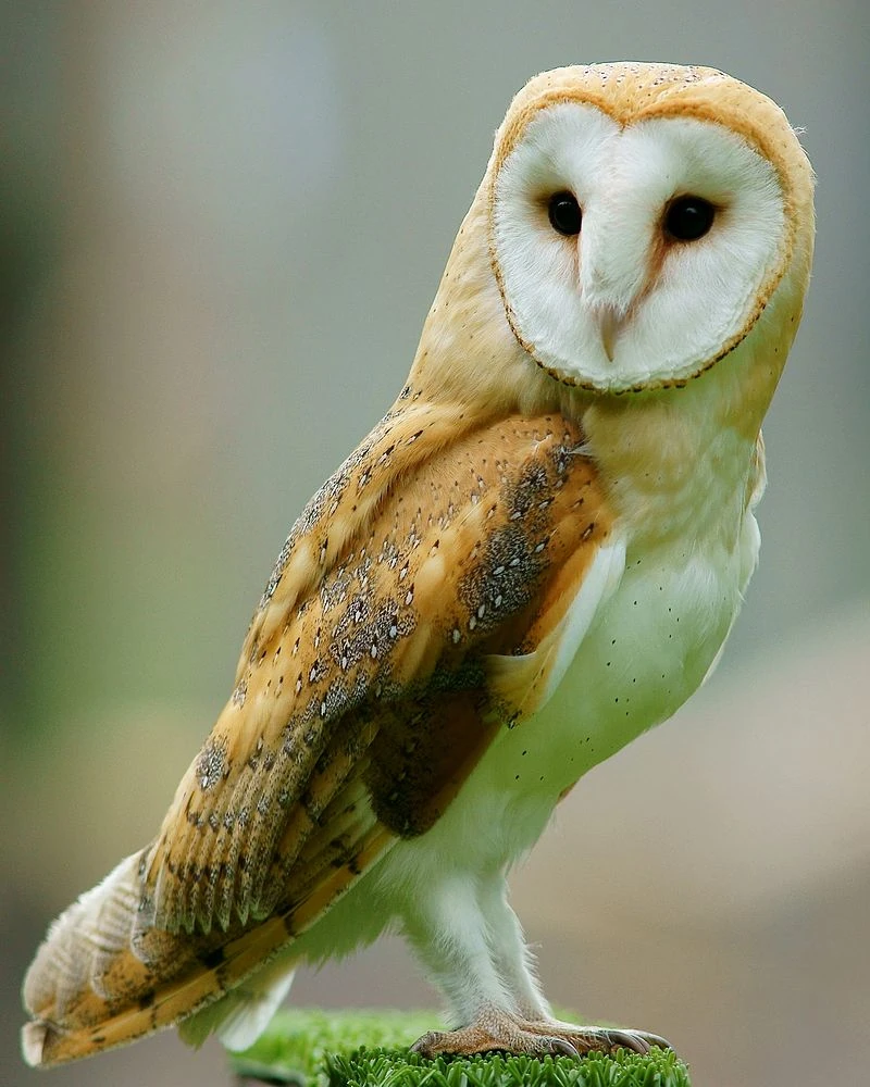 Barn Owl | NatureRules1 Wiki | Fandom