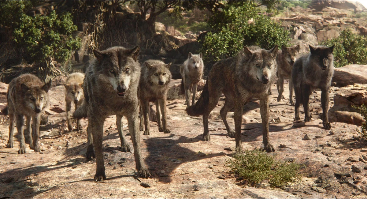 Grey Wolf/Films | NatureRules1 Wiki | Fandom