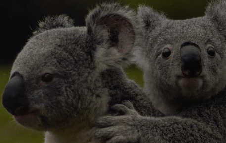 Australian Reptile Park | NatureRules1 Wiki | Fandom