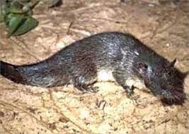 Giant Otter Shrew | NatureRules1 Wiki | Fandom