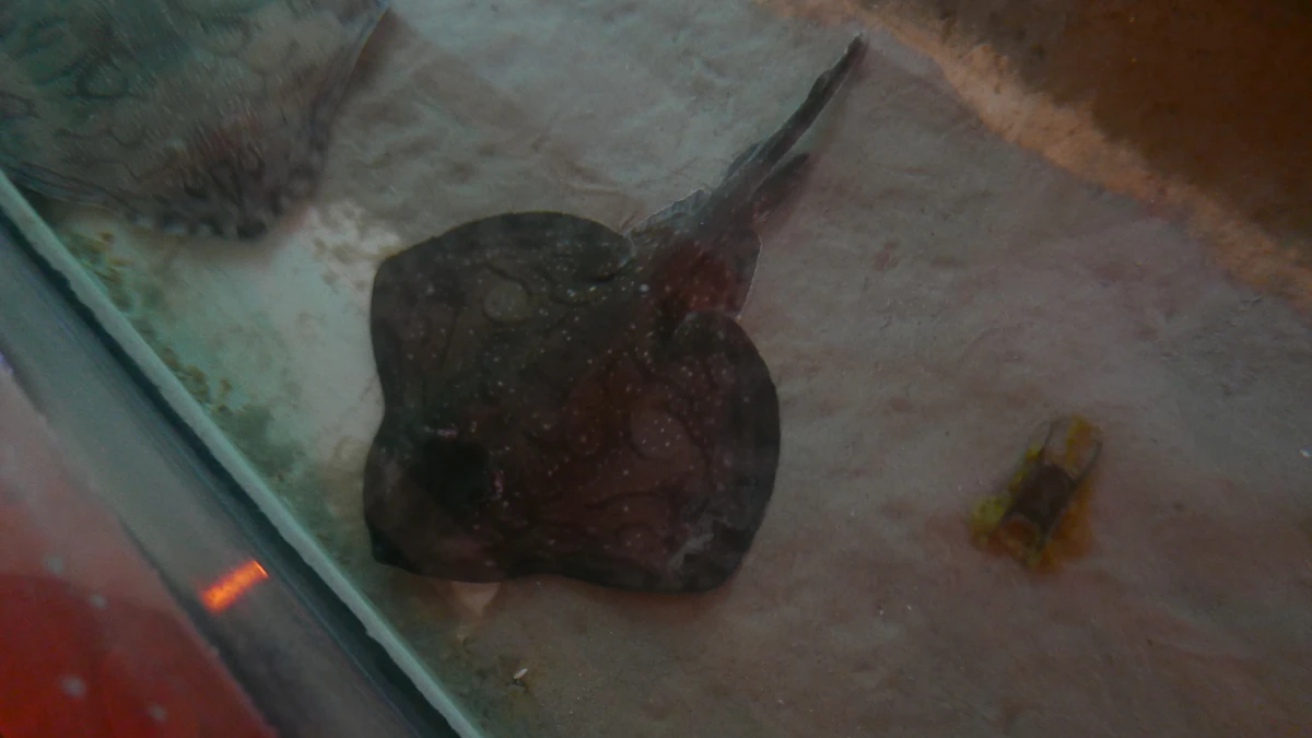 Undulate Ray | NatureRules1 Wiki | Fandom